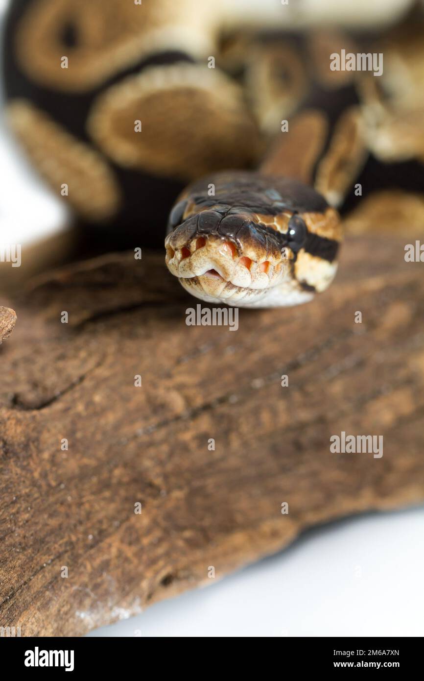 Scary eye ball hi-res stock photography and images - Alamy