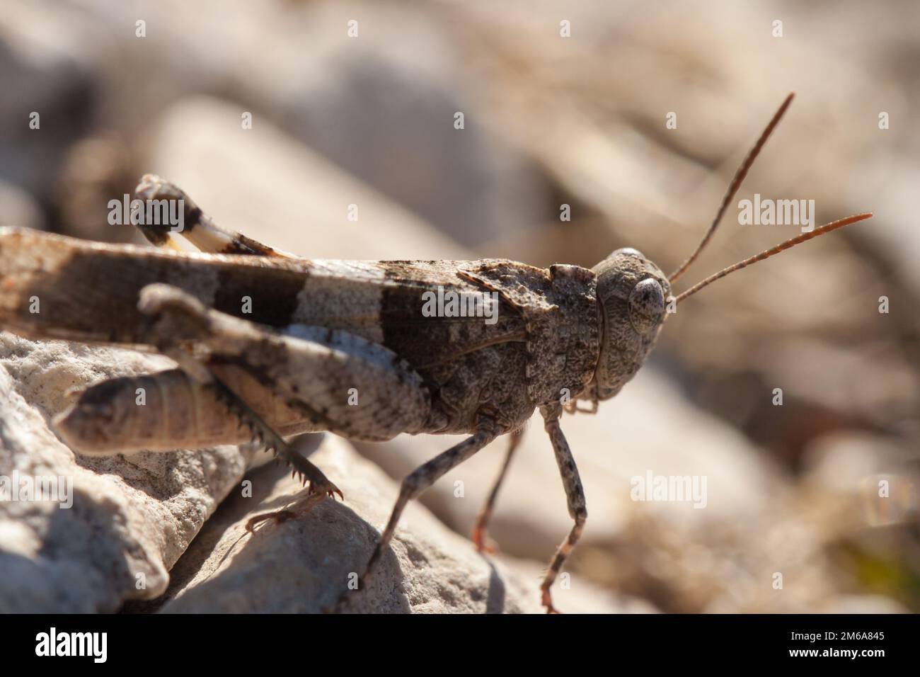 Brown locust close up full body side view (Oedipoda carulescens Stock Photo - Alamy