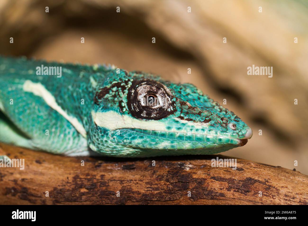 Knight Anole in the nature ( Anolis equestris Stock Photo - Alamy
