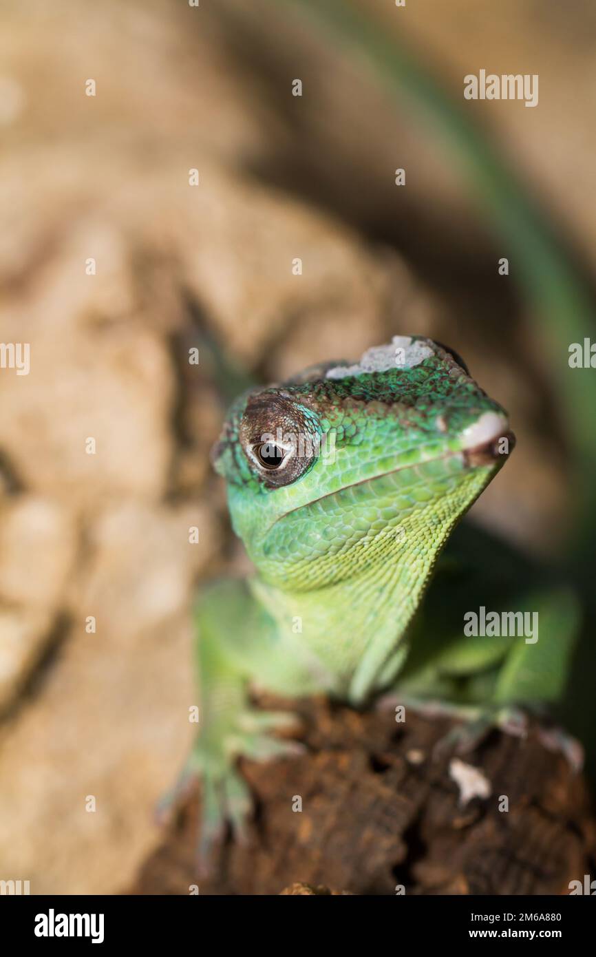 Knight Anole in the nature ( Anolis equestris Stock Photo - Alamy