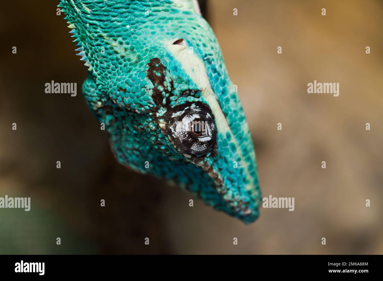 Knight Anole in the nature ( Anolis equestris Stock Photo - Alamy
