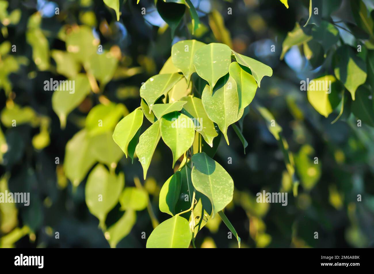 banyan tree or Ficus annulata or ficus bengalensis plant Stock Photo ...