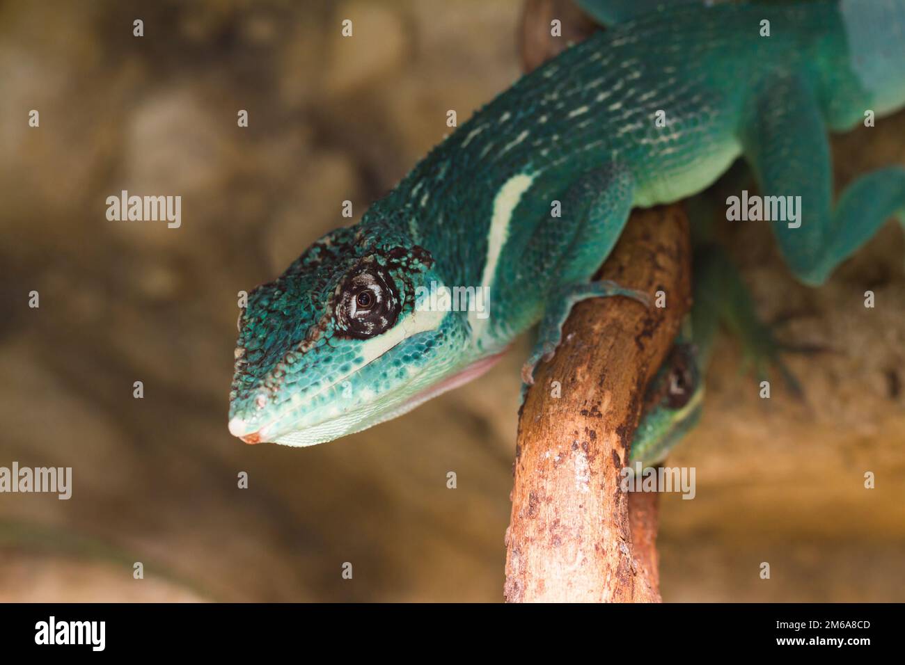Knight Anole in the nature ( Anolis equestris Stock Photo - Alamy