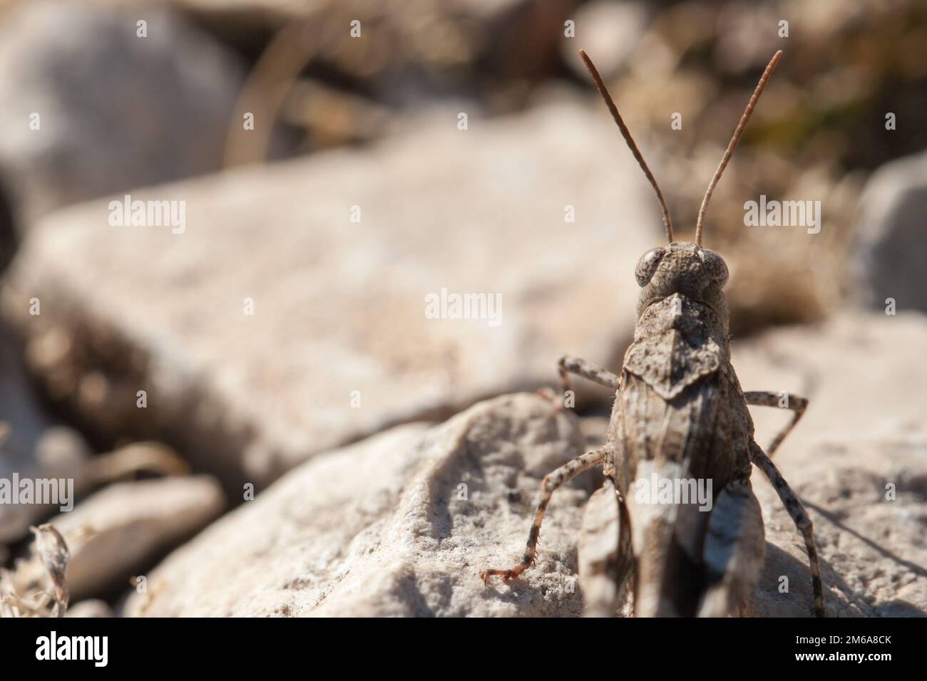 Brown locust close up full body side view (Oedipoda carulescens Stock ...