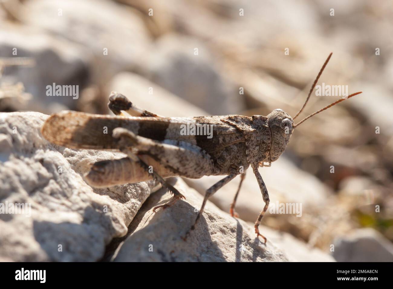 Brown locust close up full body side view (Oedipoda carulescens Stock ...
