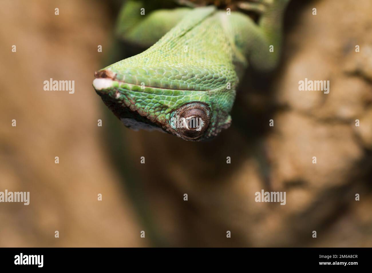 Knight Anole in the nature ( Anolis equestris Stock Photo - Alamy