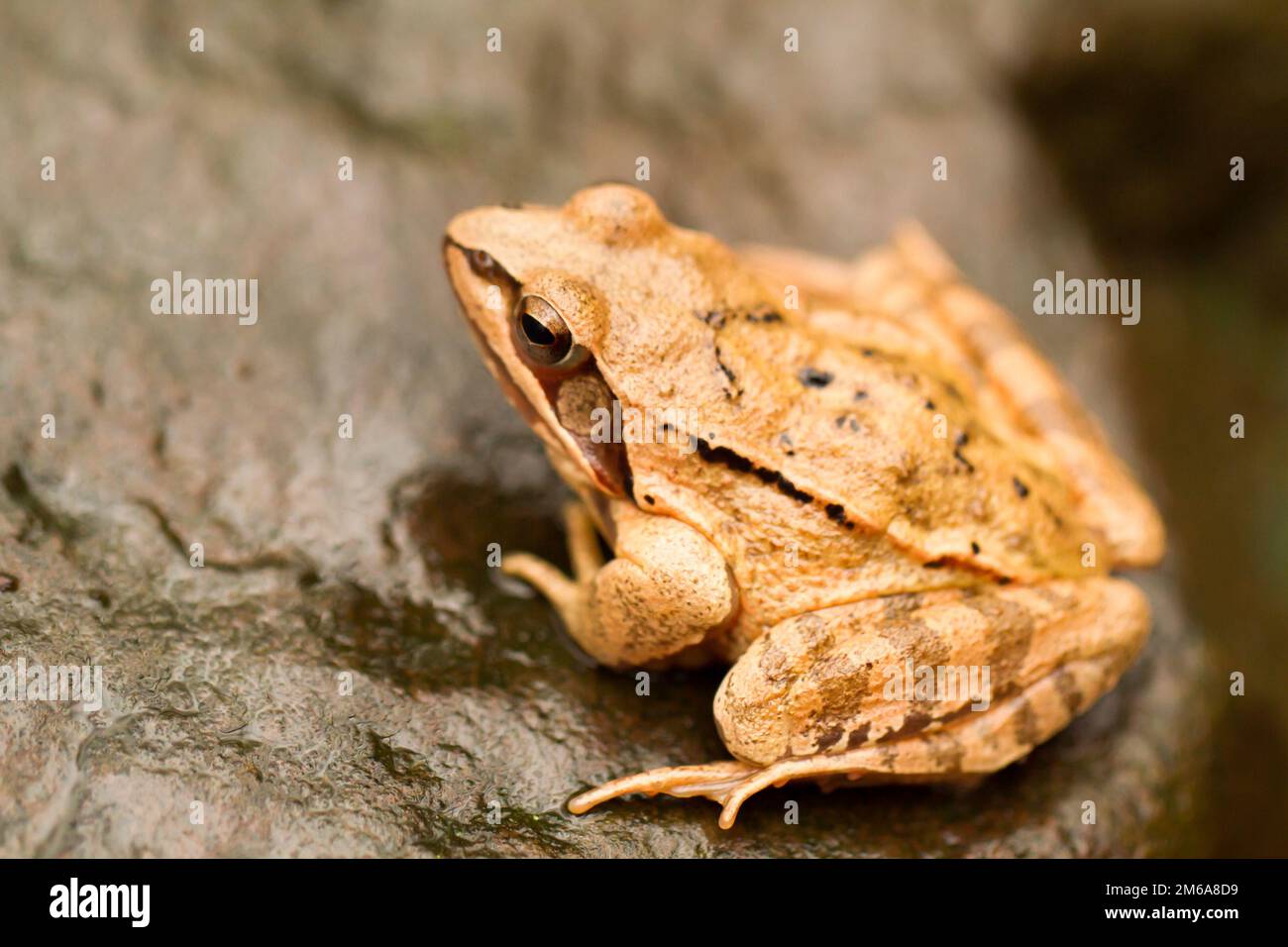 Frog skin close up hi-res stock photography and images - Alamy