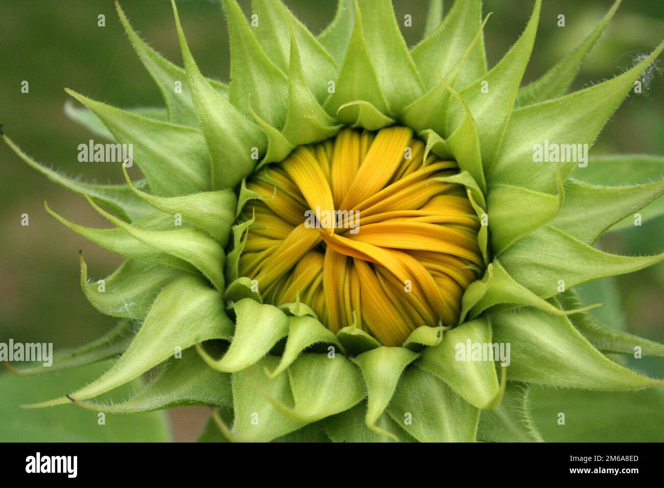 Sunflower unfolding hi-res stock photography and images - Alamy