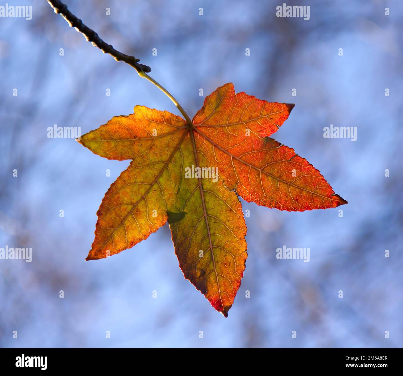 American Sweet Gum leaf in autumn Stock Photo - Alamy