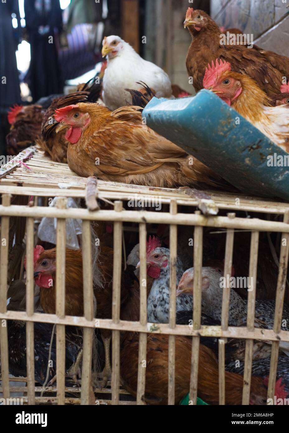 Chickens for sale at a market in Cairo Stock Photo - Alamy