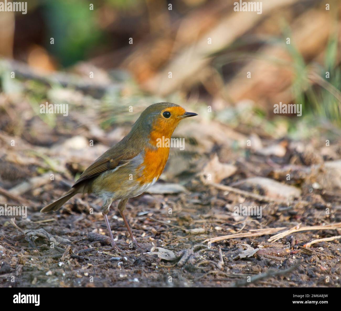 Woodland robin hi-res stock photography and images - Alamy