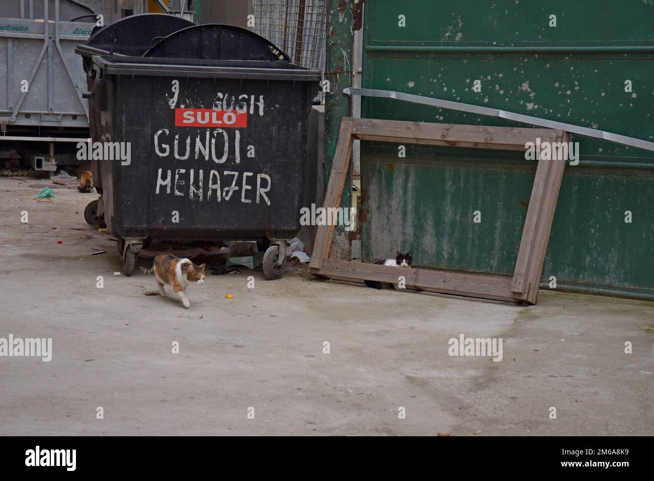 Stray feral cats in the city of Bucharest, Romania, taking food left ...