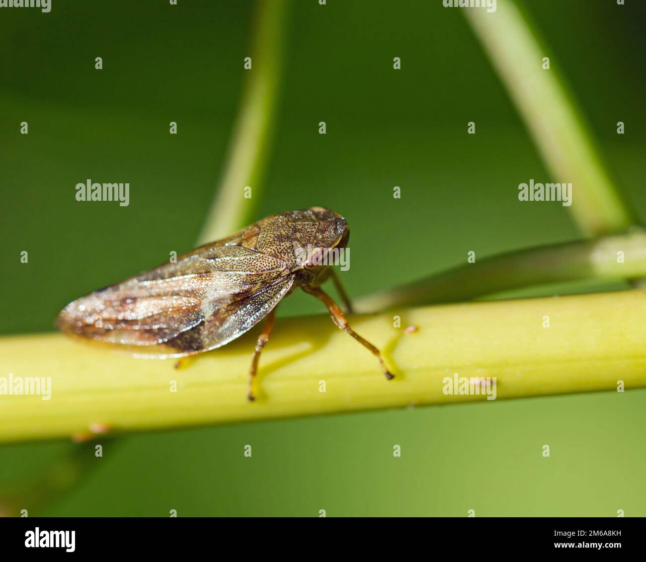Insect Froghopper on plant stem Stock Photo - Alamy