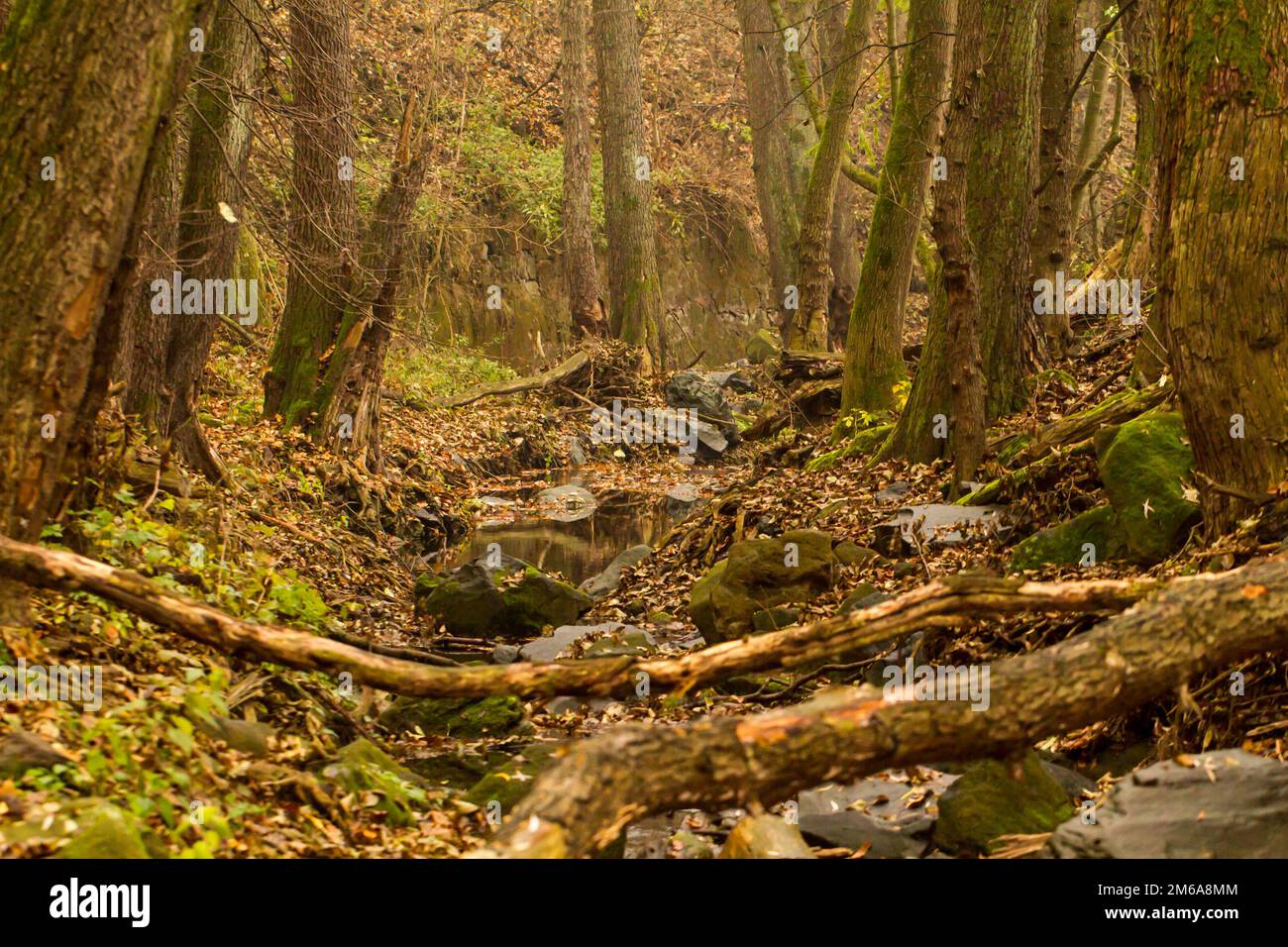 Autumn forest brook bright hi-res stock photography and images - Alamy