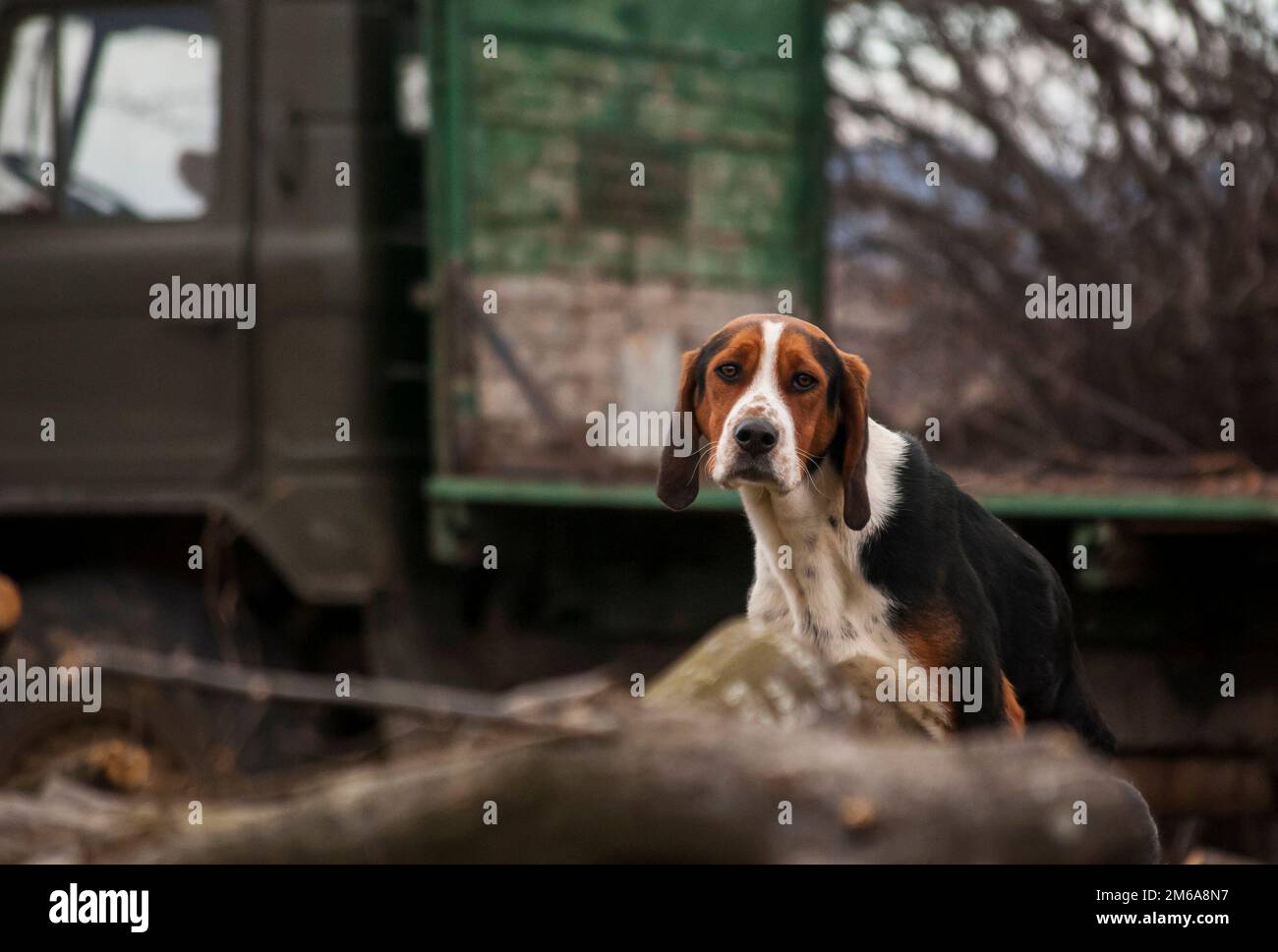 Country beagle dog in village, cut woods, logging Stock Photo - Alamy