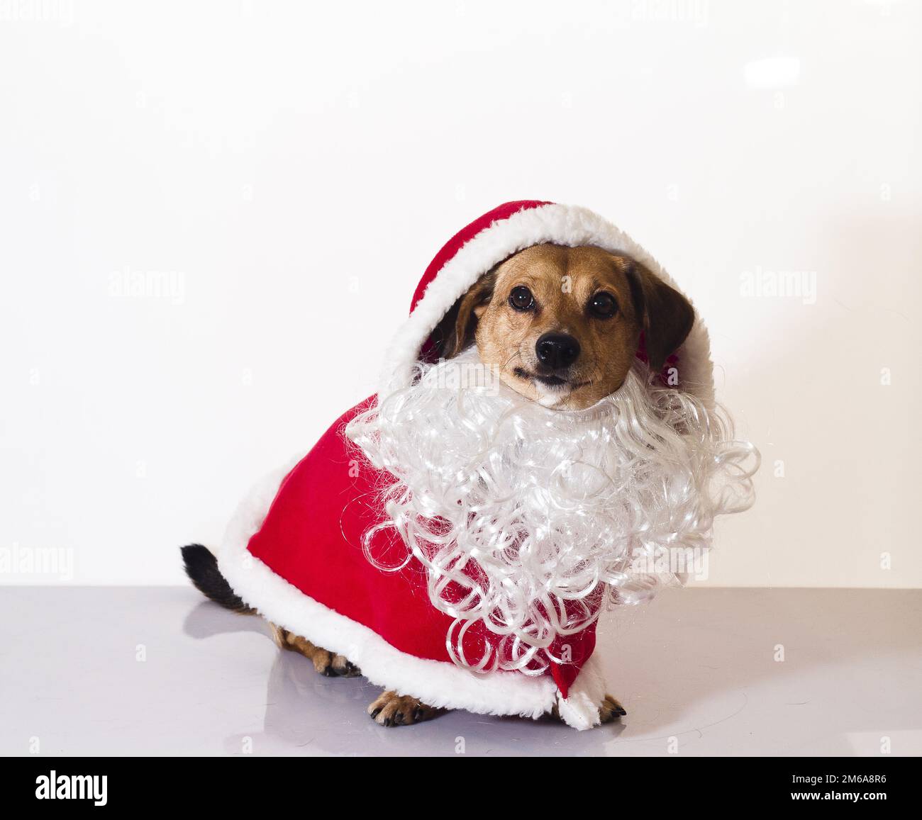 Dog santa hi-res stock photography and images - Alamy