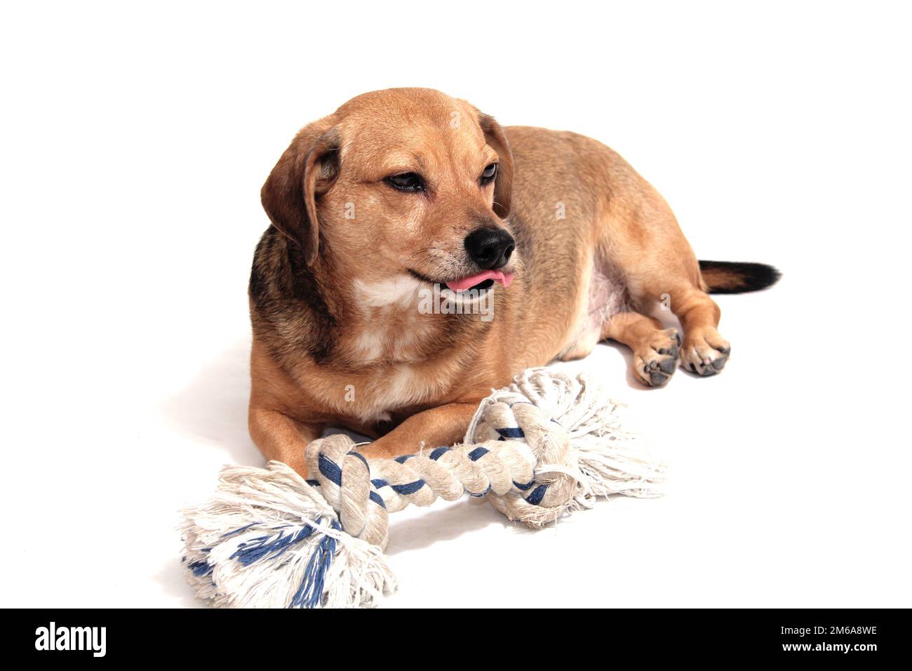 Black happy dog Cut Out Stock Images & Pictures - Alamy
