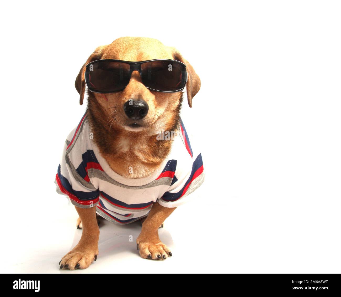 Happy little cute dog Cut Out Stock Images & Pictures - Alamy