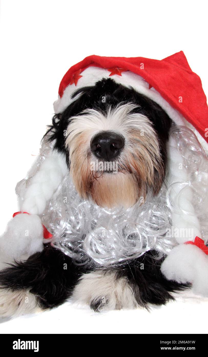 Dog and hat Stock Photo - Alamy