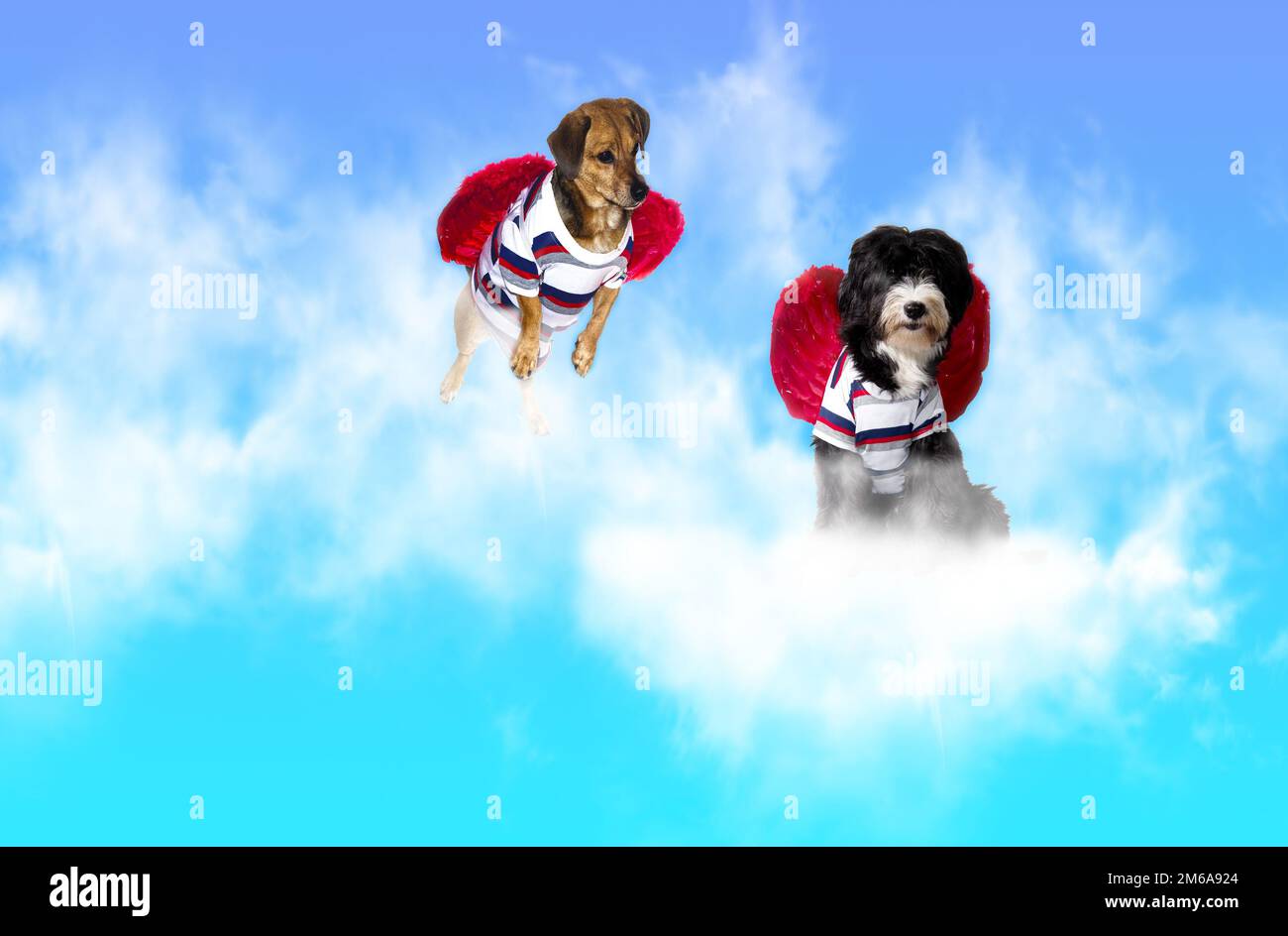 Dog angel wings hi-res stock photography and images - Alamy