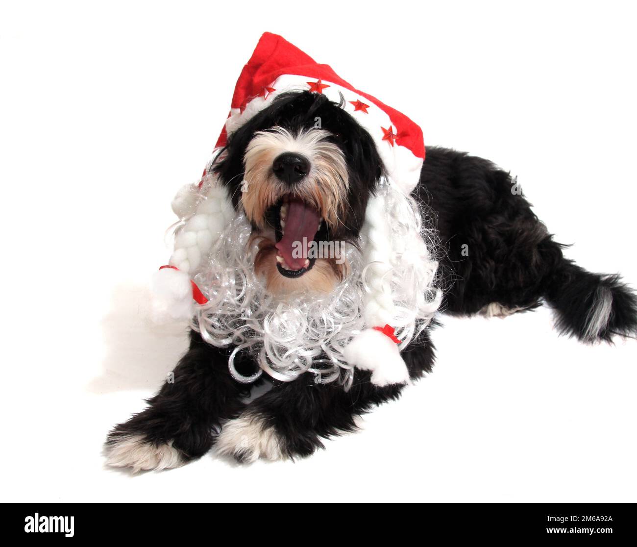 Santa claus dog Stock Photo - Alamy