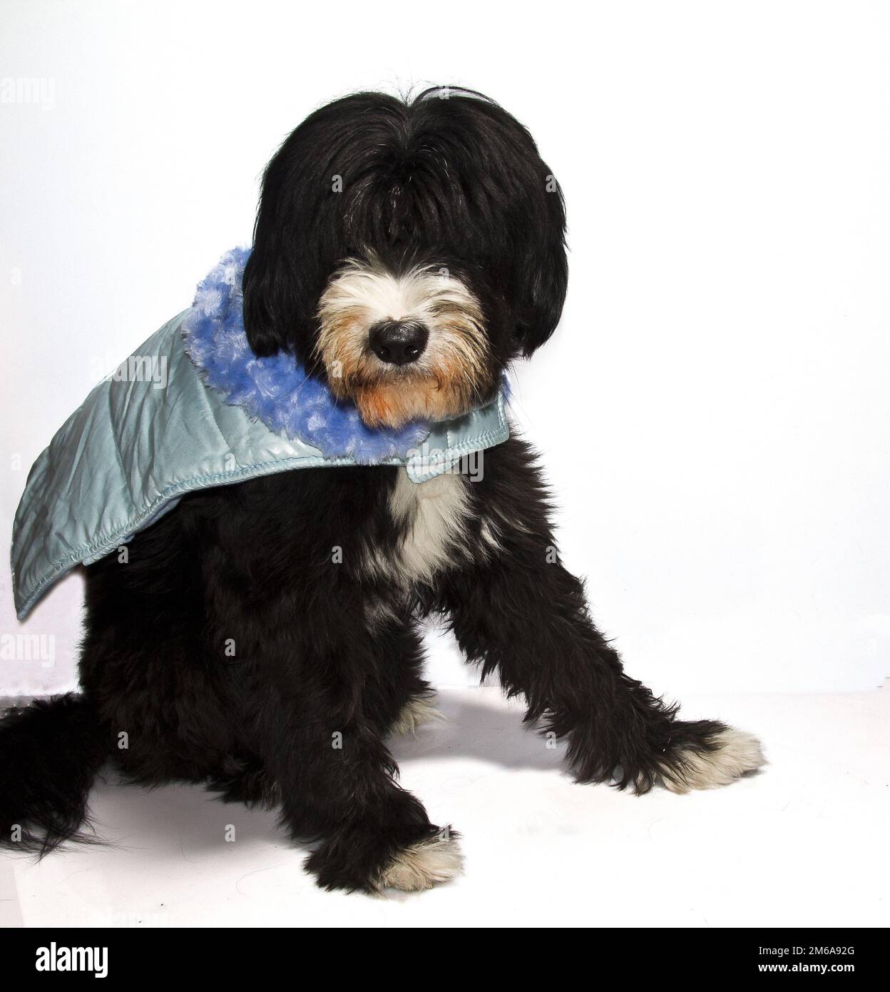 Prince Charming dog Stock Photo - Alamy