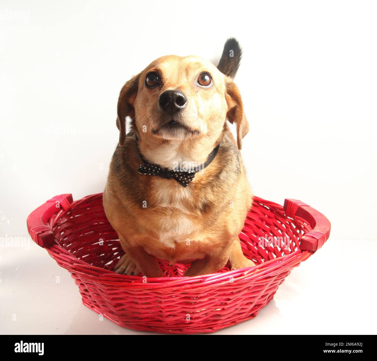 Isolated happy dog hi-res stock photography and images - Alamy
