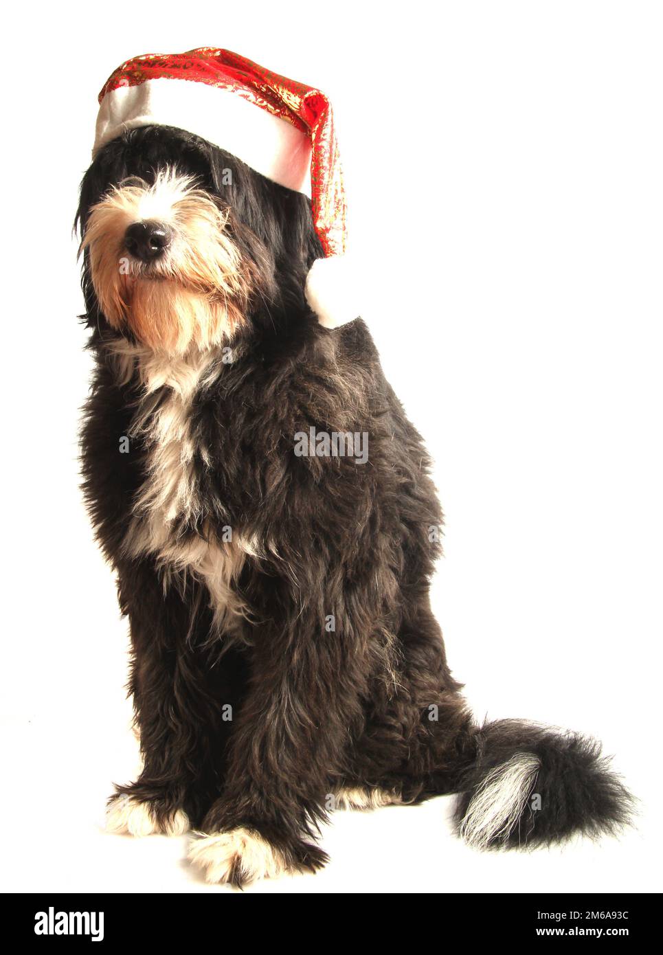 Santa claus dog Stock Photo - Alamy