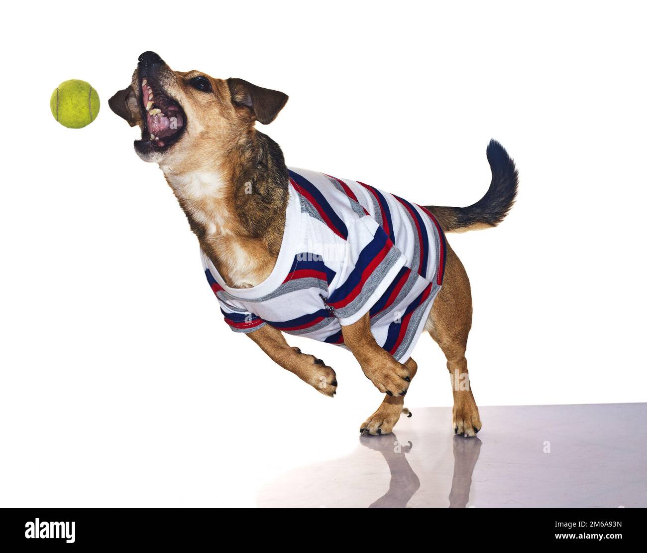 Dog and ball Stock Photo - Alamy