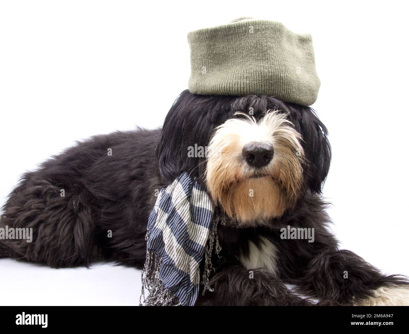 Happy dog expression hi-res stock photography and images - Alamy