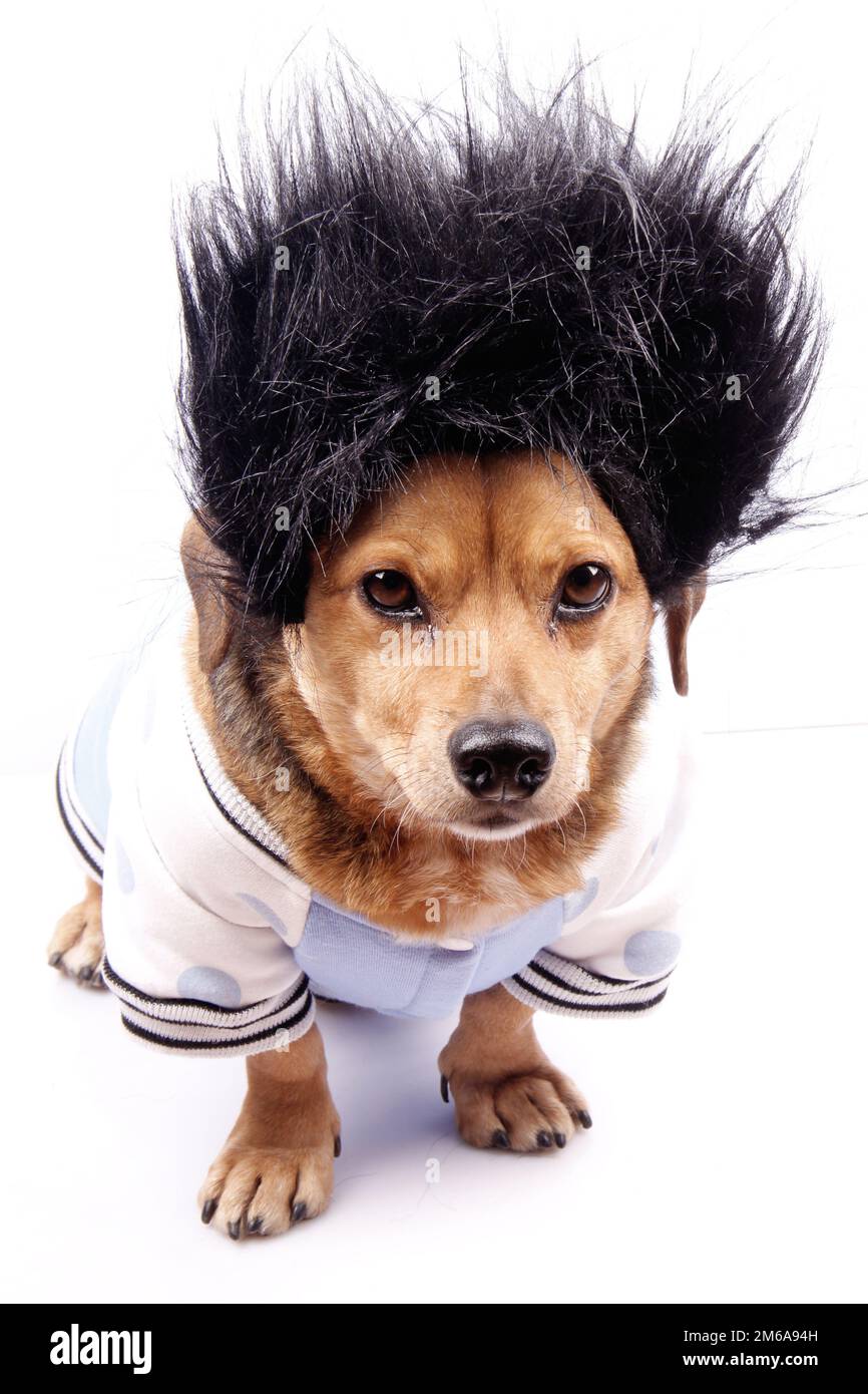 Brown sweet funny dog Cut Out Stock Images & Pictures - Alamy