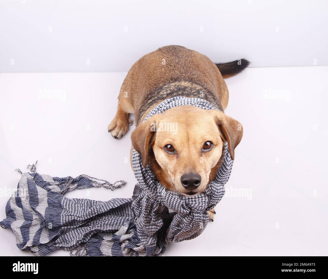Side view funny dog hi-res stock photography and images - Alamy