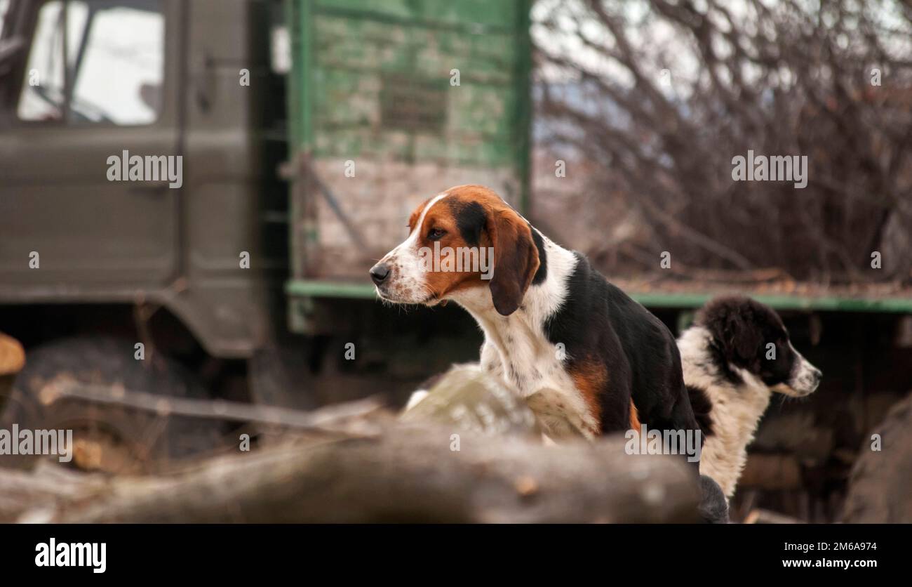 Logging village hi-res stock photography and images - Alamy