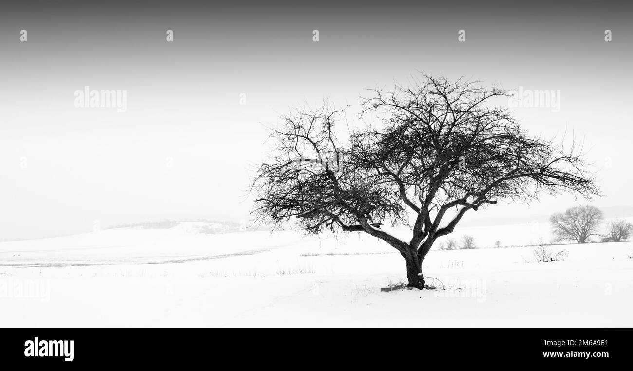 Winter landscape - trees Stock Photo - Alamy