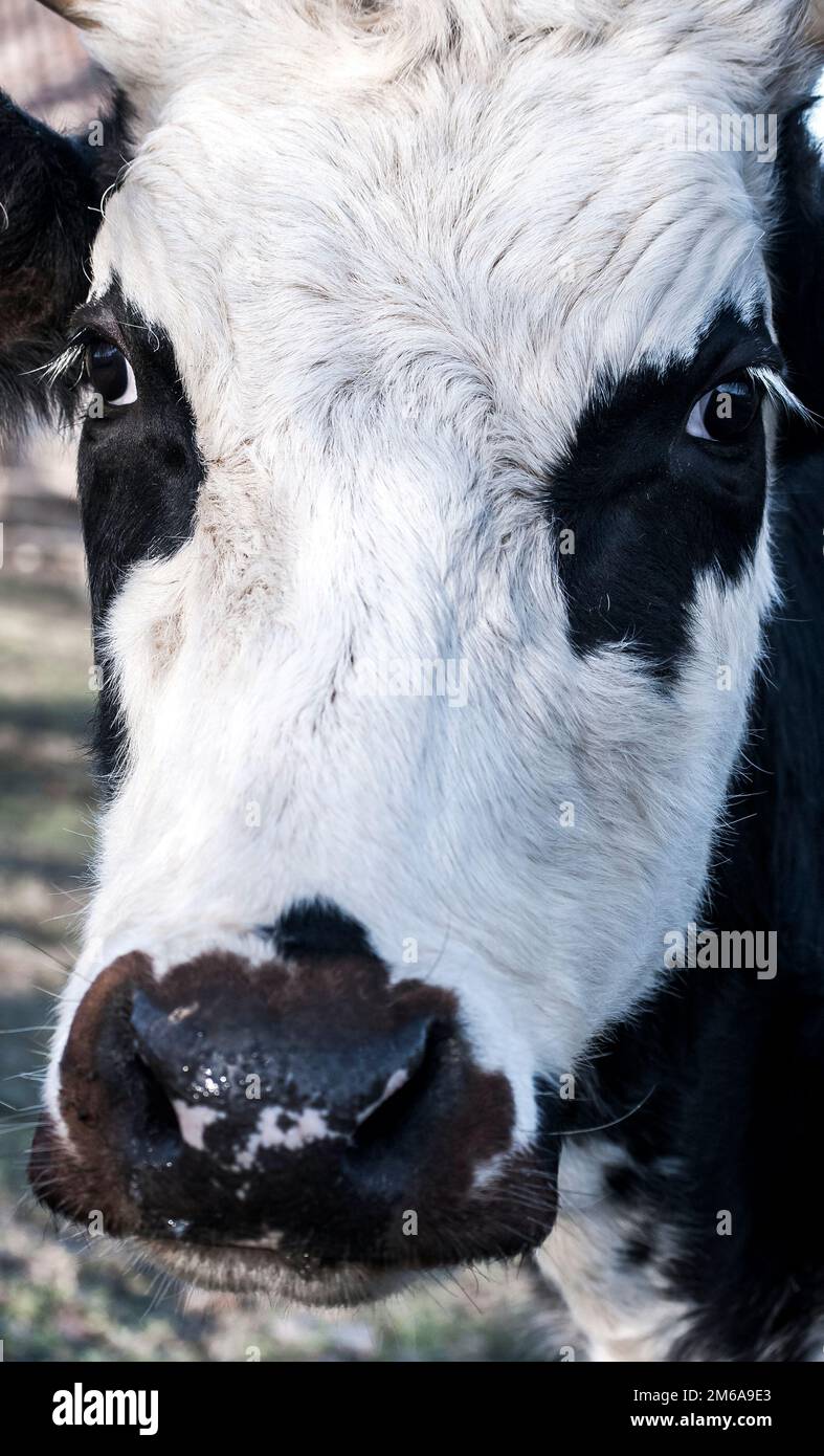 Close up cow face hi-res stock photography and images - Alamy