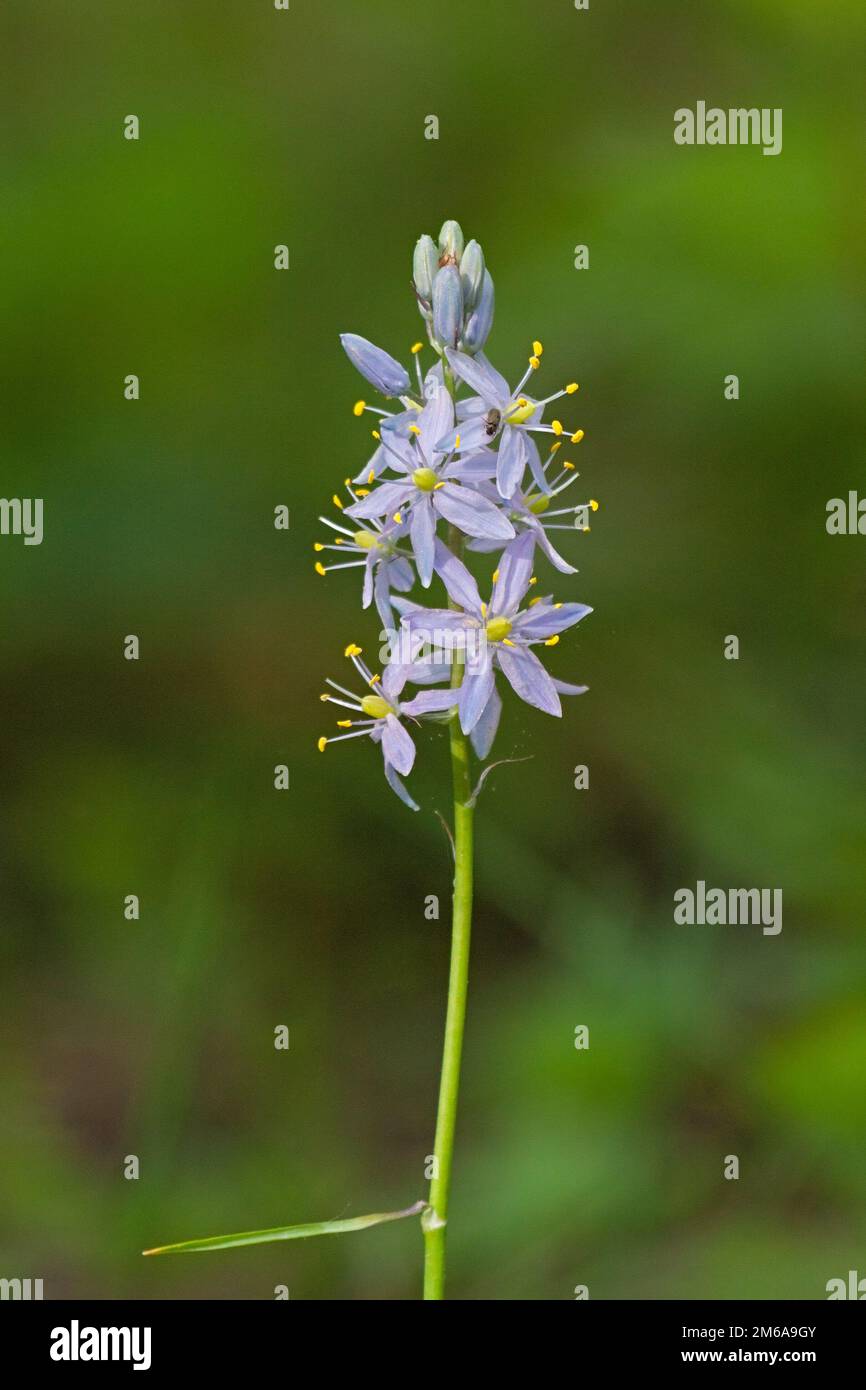 A lavender colored hyacinth stands alone at the bottom of the green ...