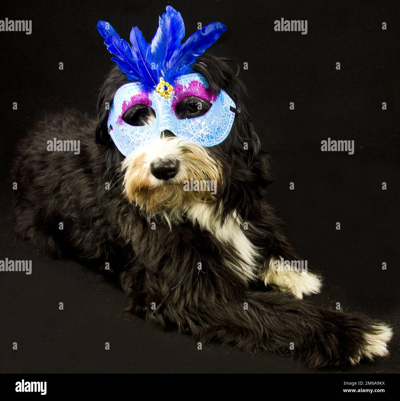 Carnival dog costume hi-res stock photography and images - Alamy