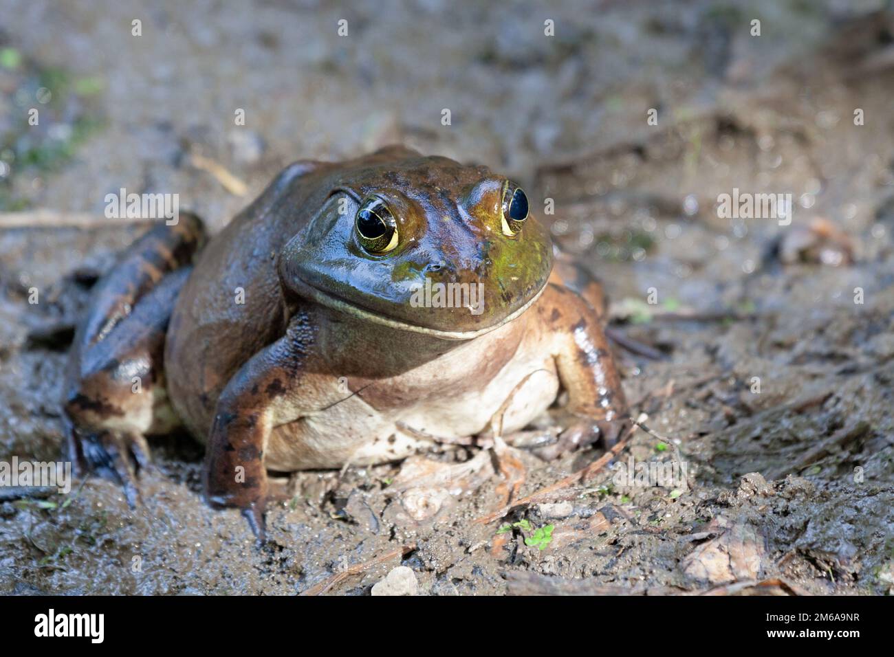 American bullfrog with wide head, stout bodies, and long, hind legs ...