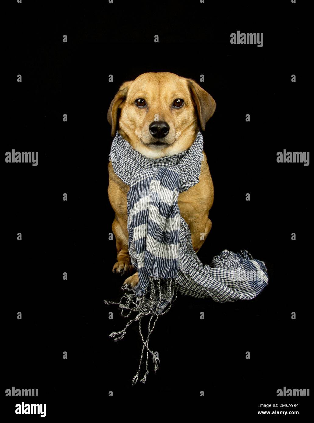 Puppy with scarf hi-res stock photography and images - Alamy