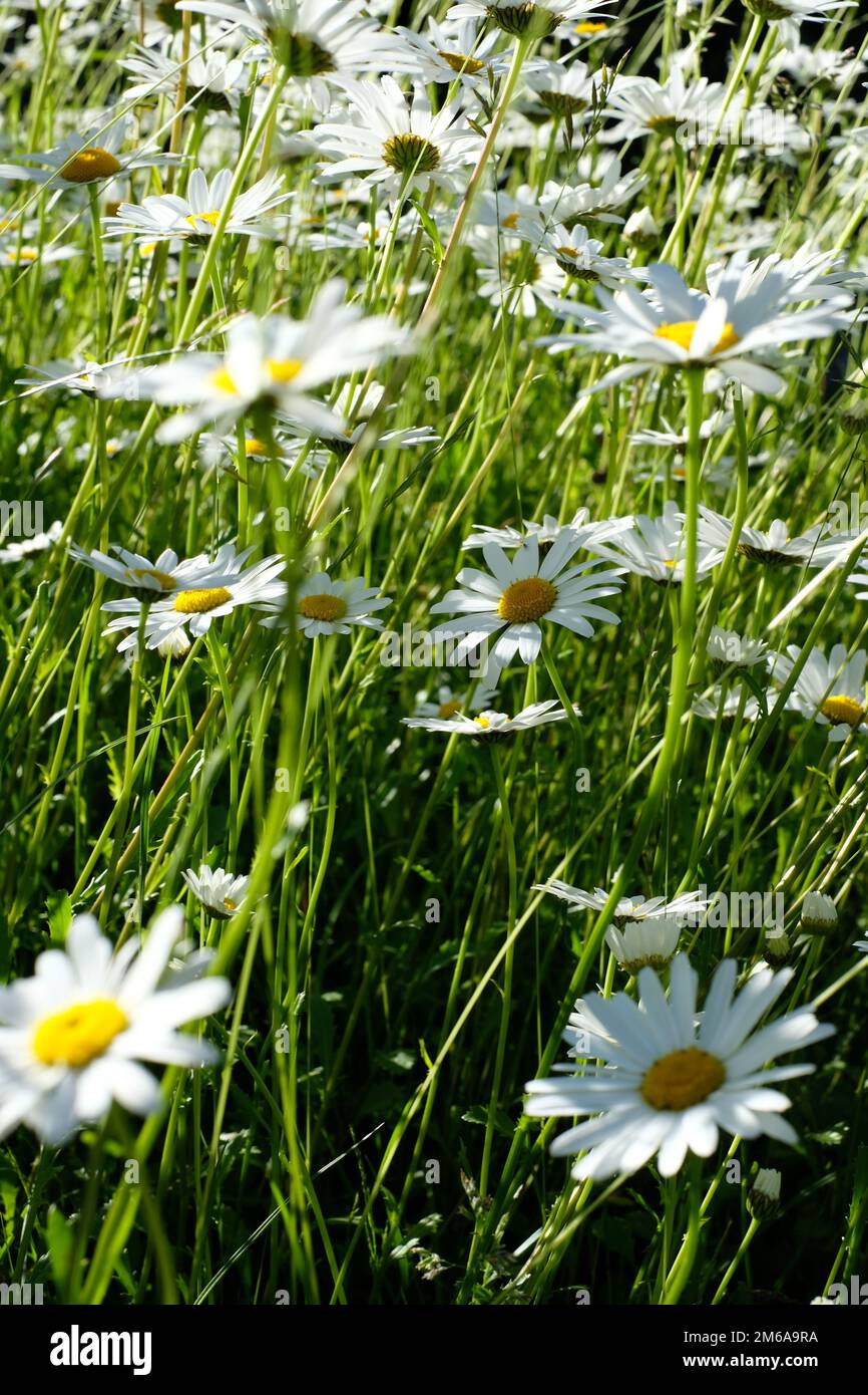 A vertical shot of common daisies blossoming in the garden Stock Photo ...