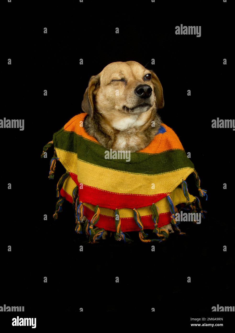 Wink of mexican dog Stock Photo - Alamy