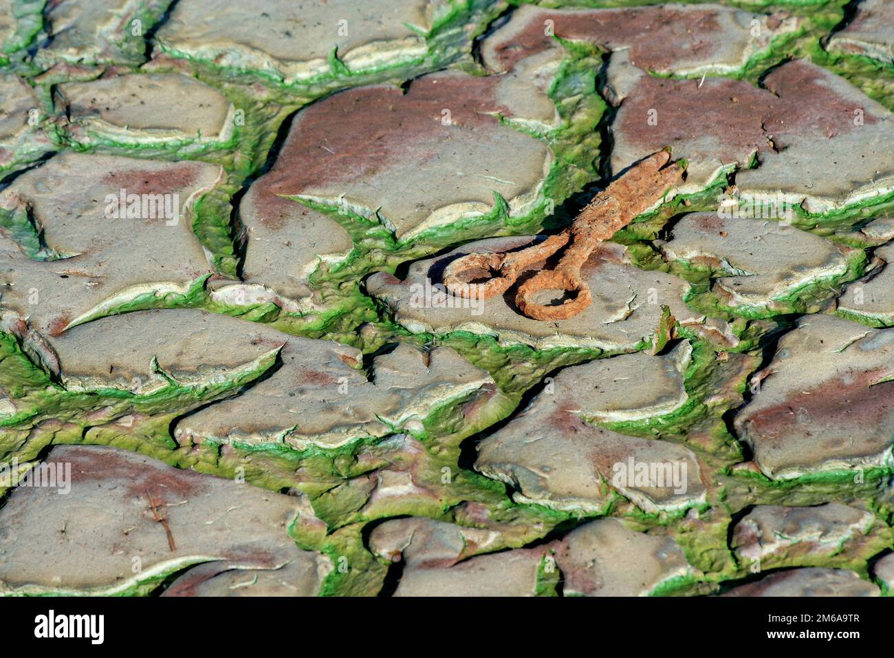 Green pond cover hi-res stock photography and images - Alamy