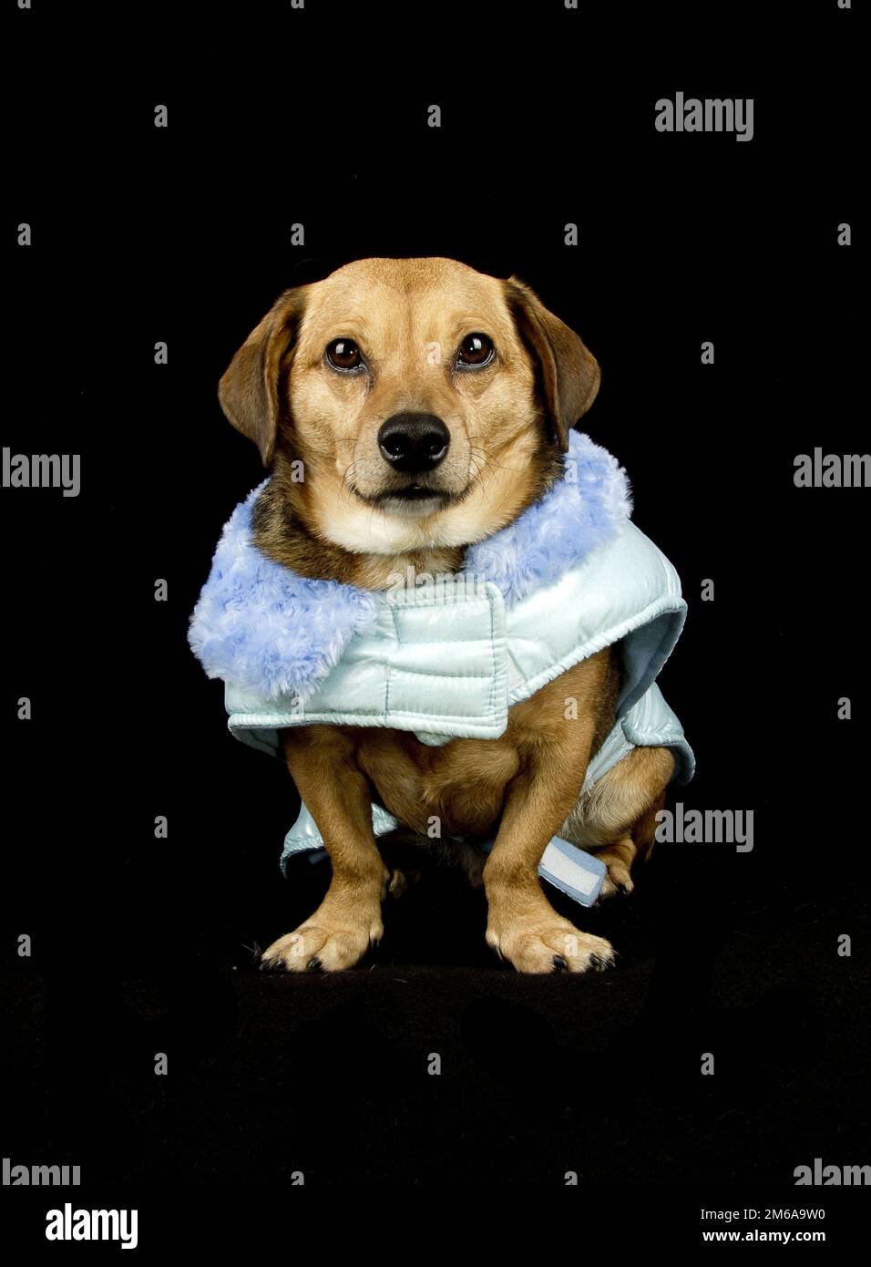 Prince Charming dog Stock Photo - Alamy