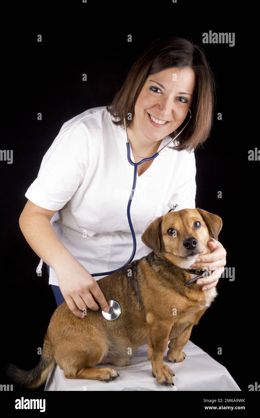 Veterinary dog girl hi-res stock photography and images - Alamy