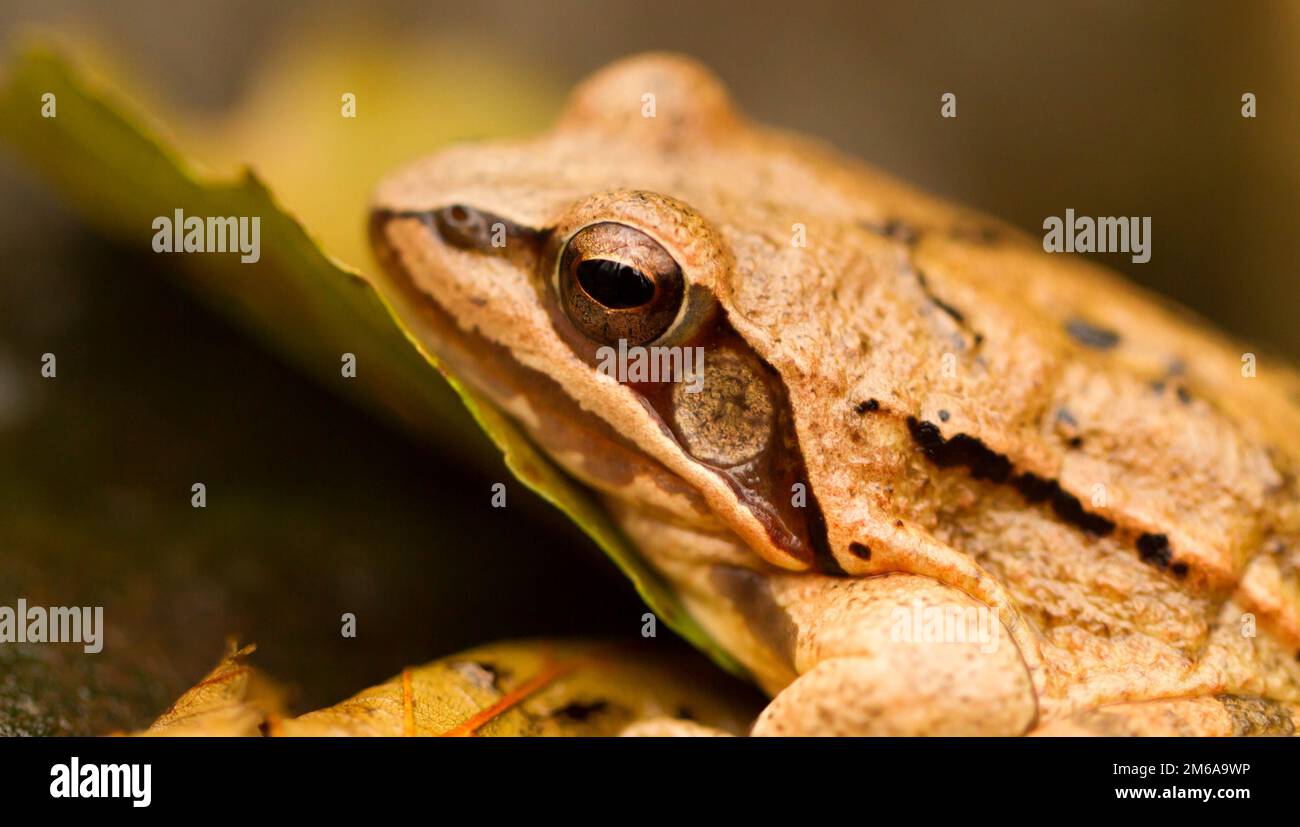 Frog skin close up hi-res stock photography and images - Alamy