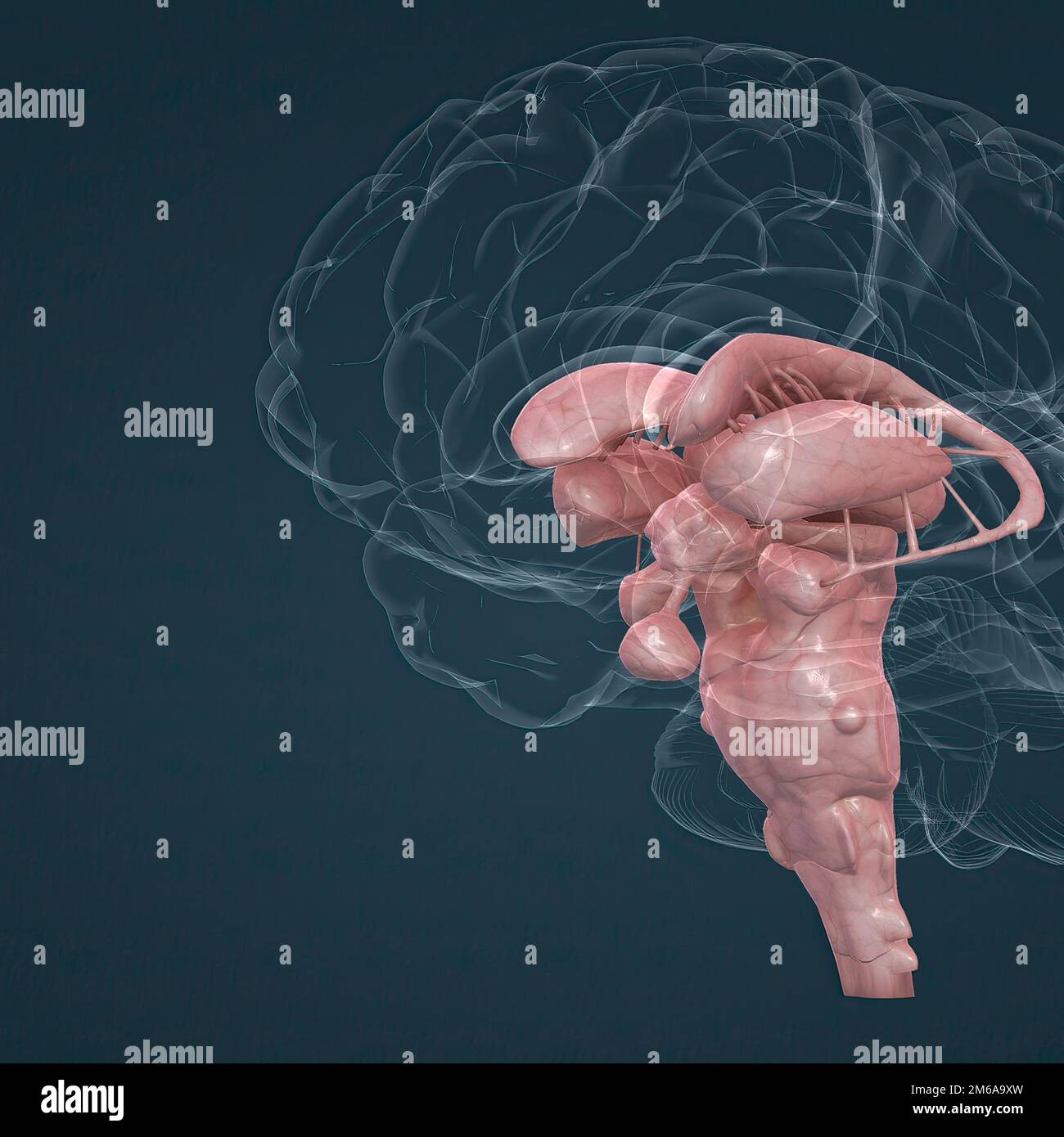 Cortical center hi-res stock photography and images - Alamy
