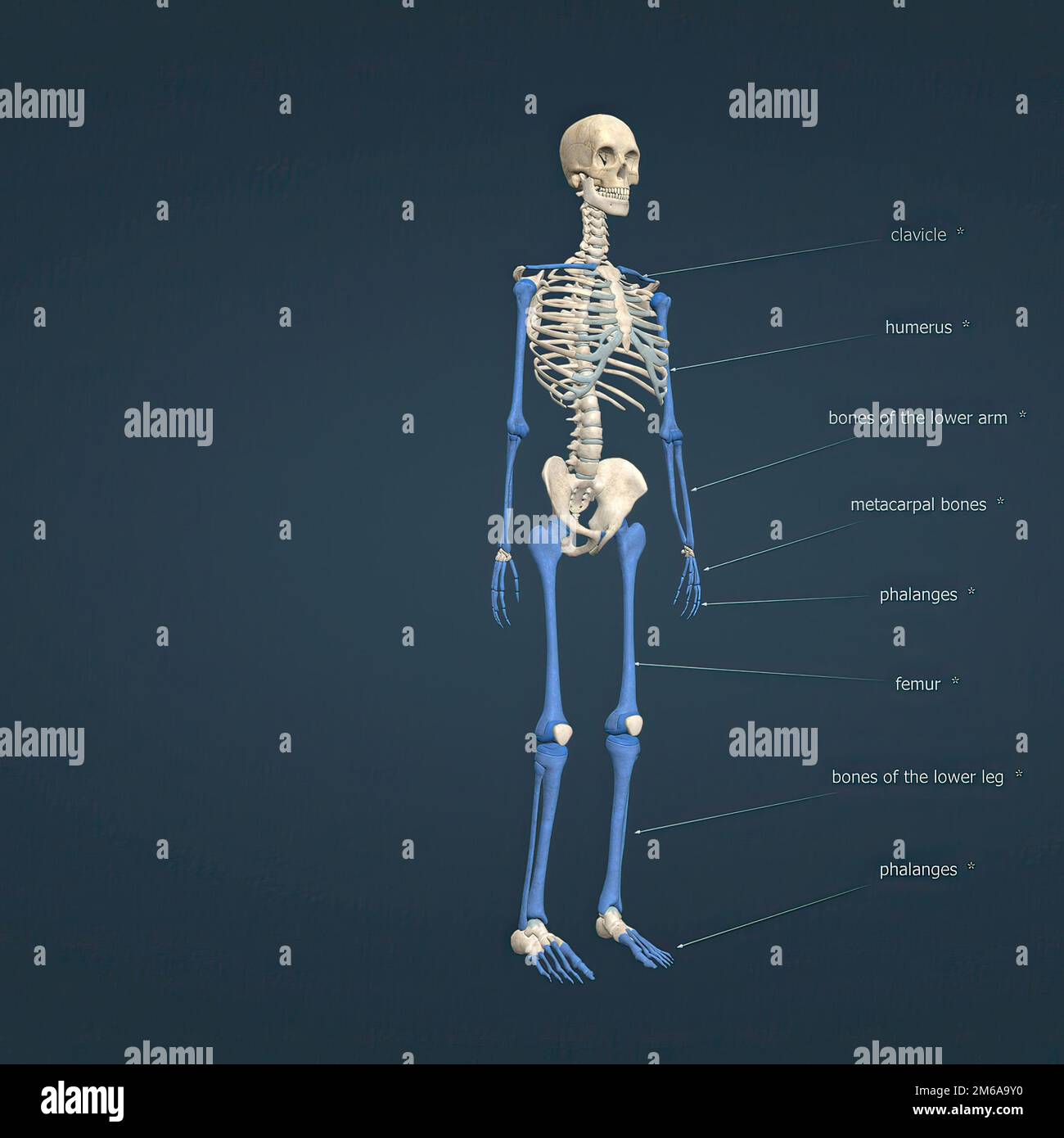 Shaft of humerus hi-res stock photography and images - Alamy