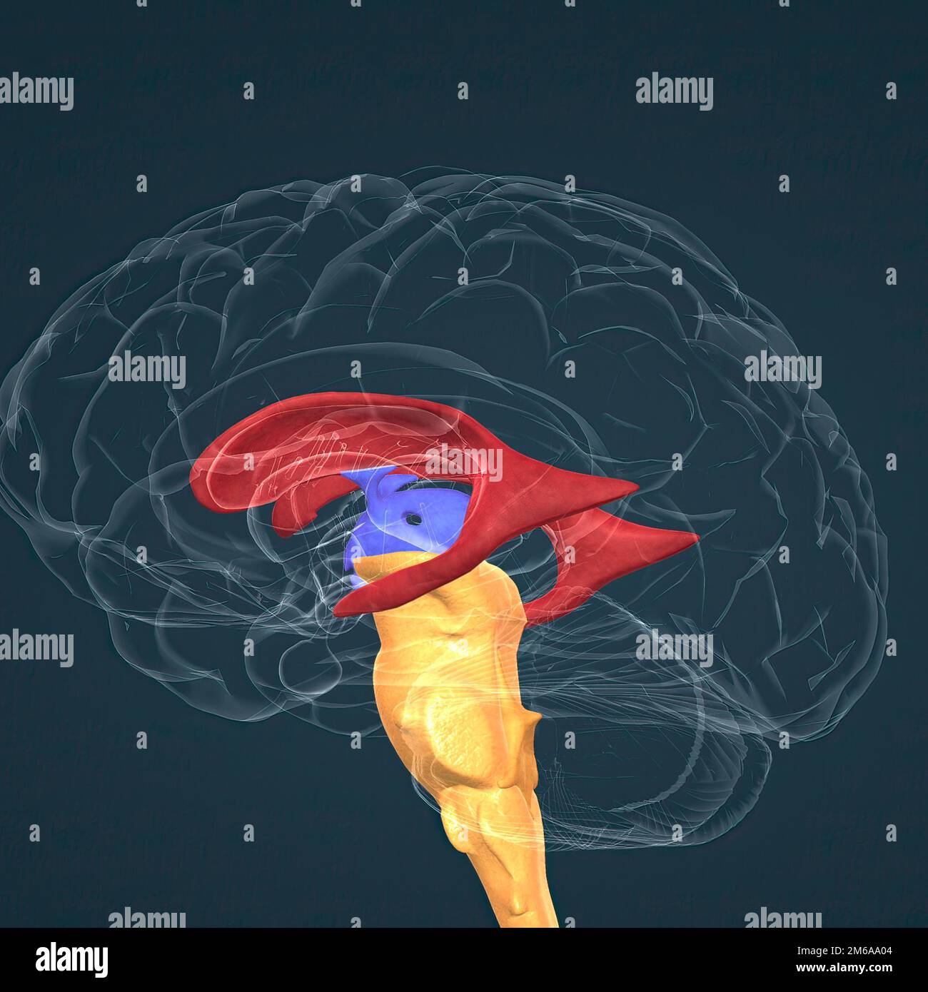 Ventricular system of brain hi-res stock photography and images - Alamy