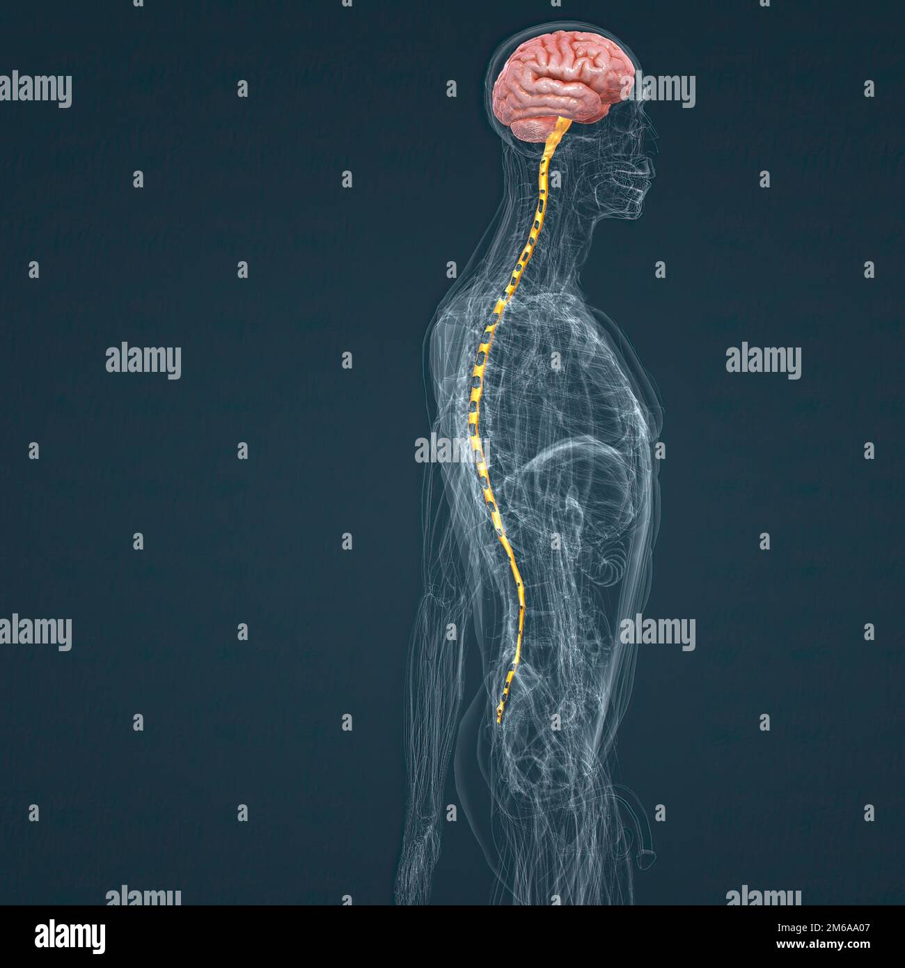 Spinal cord reflex hi-res stock photography and images - Alamy