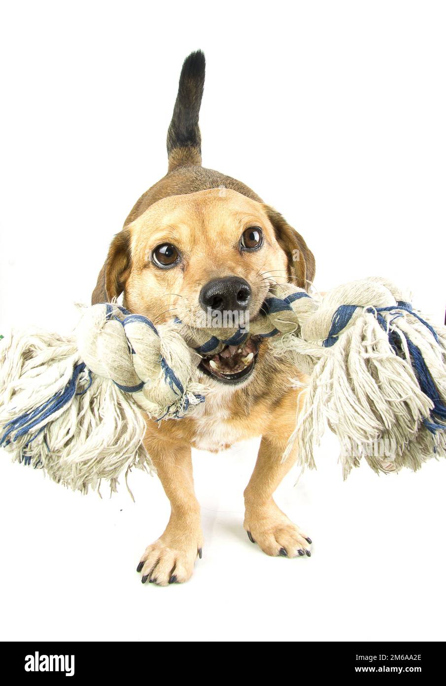 Dog and rope Stock Photo - Alamy